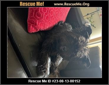 - Virginia Yorkie Rescue - ADOPTIONS - Rescue Me!