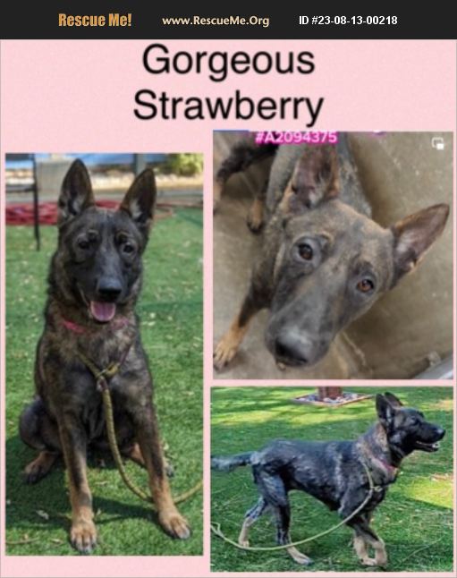 ADOPT 23081300218 ~ Dutch Shepherd Rescue ~ Van Nuys, CA
