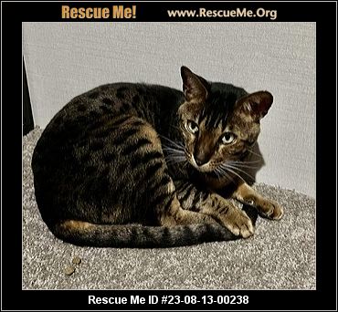 - Michigan Cat Rescue - ADOPTIONS - Rescue Me!