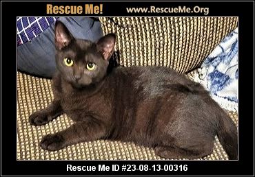 - New York Cat Rescue - ADOPTIONS - Rescue Me!