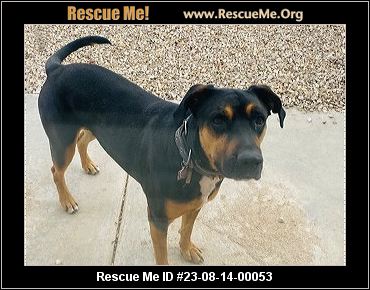 - Texas Rottweiler Rescue - ADOPTIONS - Rescue Me!