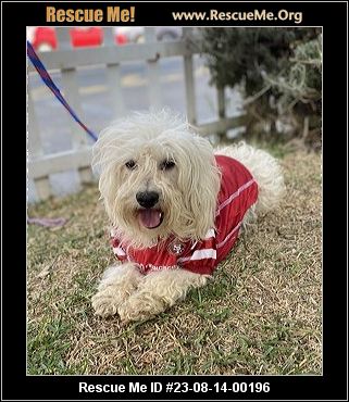 - Washington Maltese Rescue - ADOPTIONS - Rescue Me!
