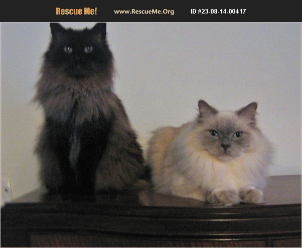 ADOPT 23081400417 ~ Ragdoll Rescue ~ Massachusetts