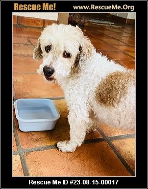 - California Poodle Rescue - ADOPTIONS - Rescue Me!