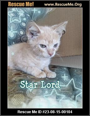 - Maryland Cat Rescue - ADOPTIONS - Rescue Me!