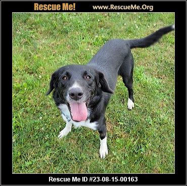 - Ohio Border Collie Rescue - ADOPTIONS - Rescue Me!
