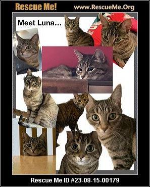 - Michigan Cat Rescue - ADOPTIONS - Rescue Me!