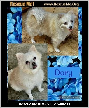 - Arizona Pomeranian Rescue - ADOPTIONS - Rescue Me!