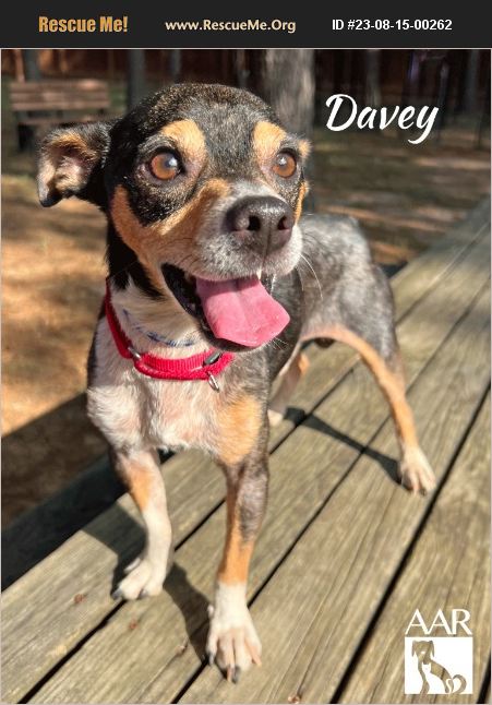 ADOPT 23081500262 ~ Chihuahua Rescue ~ Magnolia, TX