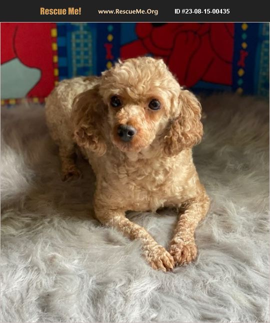 ADOPT 23081500435 ~ Poodle Rescue ~ Madison, KS