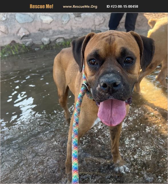 ADOPT 23081500458 ~ Boxer Rescue ~ Maricopa County, AZ