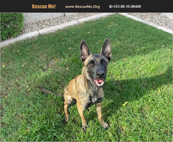 ADOPT 23081500469 ~ Dutch Shepherd Rescue ~ Chandler, AZ