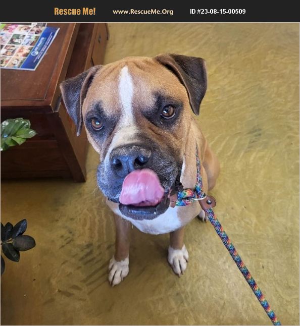 ADOPT 23081500509 ~ Boxer Rescue ~ Maricopa County, AZ