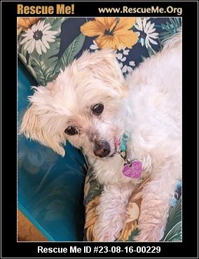 - California Maltese Rescue - ADOPTIONS - Rescue Me!