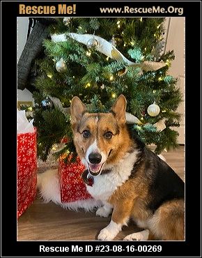 - Texas Corgi Rescue - ADOPTIONS - Rescue Me!