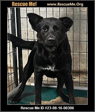 - Alabama Dog Rescue - ADOPTIONS - Rescue Me!