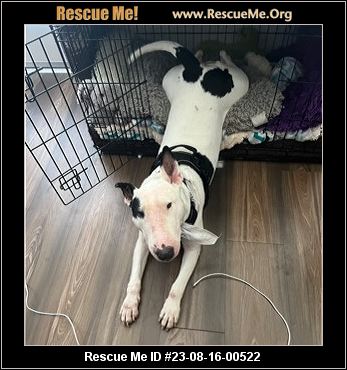 - Arizona Bull Terrier Rescue - ADOPTIONS - Rescue Me!