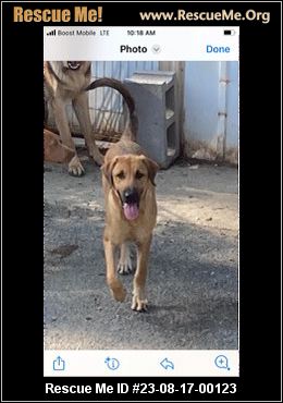 - New York Dog Rescue - ADOPTIONS - Rescue Me!