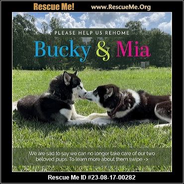 - Virginia Siberian Husky Rescue - ADOPTIONS - Rescue Me!