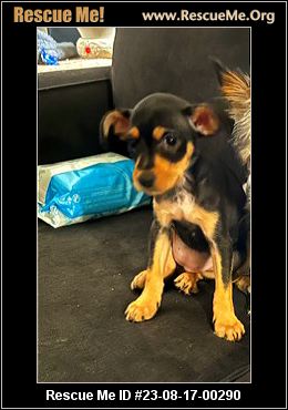 - Arizona Yorkie Rescue - ADOPTIONS - Rescue Me!