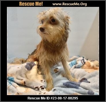 - Arizona Yorkie Rescue - ADOPTIONS - Rescue Me!