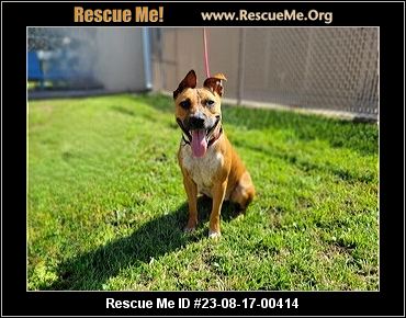 - Florida Black Mouth Cur Rescue - ADOPTIONS - Rescue Me!