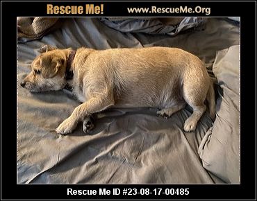 - New York Dog Rescue - ADOPTIONS - Rescue Me!