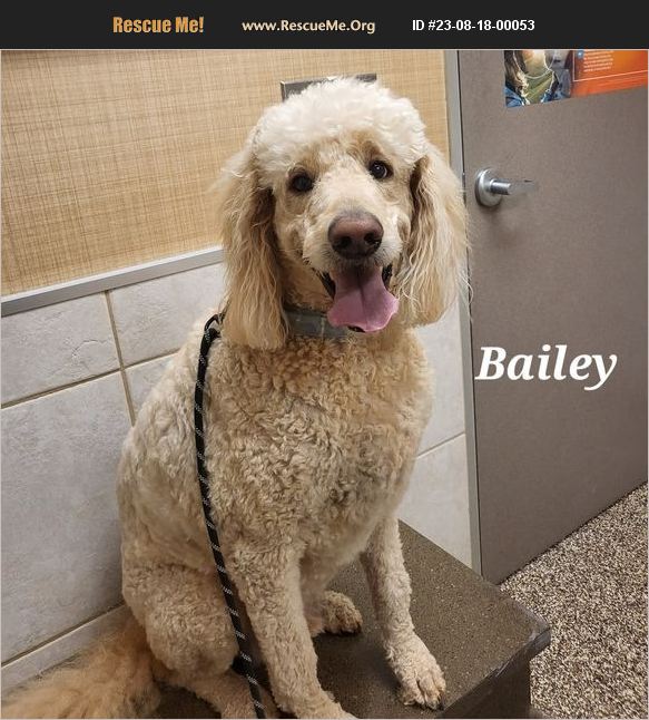 ADOPT 23081800053 ~ Poodle Rescue ~ Salisbury, North Carolina, NC