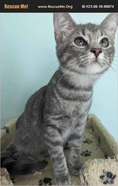 ADOPT 23081800074 ~ American Shorthair Rescue ~ Boston, MA