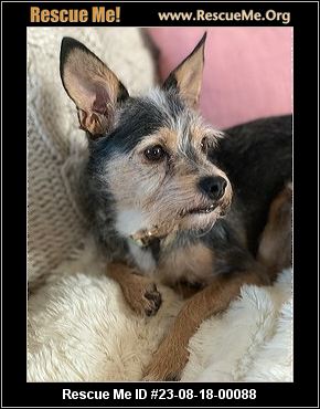 - Arizona Yorkie Rescue - ADOPTIONS - Rescue Me!