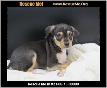 - Arizona Yorkie Rescue - ADOPTIONS - Rescue Me!