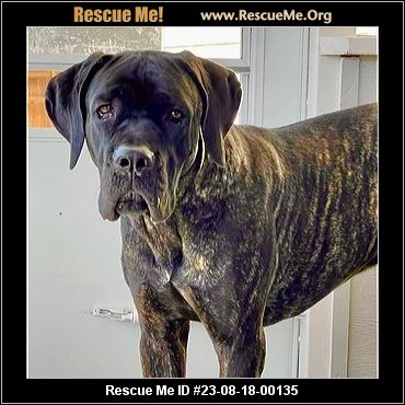 - Colorado Mastiff Rescue - ADOPTIONS - Rescue Me!