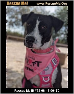 - California Lab Rescue - ADOPTIONS - Rescue Me!