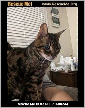 - Virginia Cat Rescue - ADOPTIONS - Rescue Me!