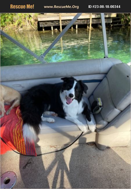 ADOPT 23081800344 ~ Border Collie Rescue ~ Zephyrhills, FL