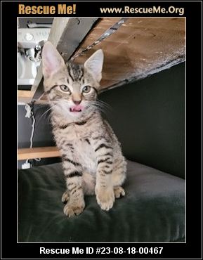 - Washington Cat Rescue - ADOPTIONS - Rescue Me!