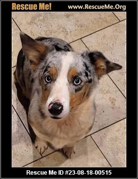 - Texas Corgi Rescue - ADOPTIONS - Rescue Me!