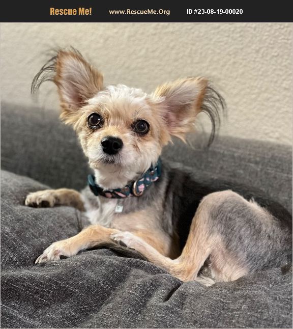 ADOPT 23081900020 ~ Yorkie Rescue ~ Scottsdale, AZ