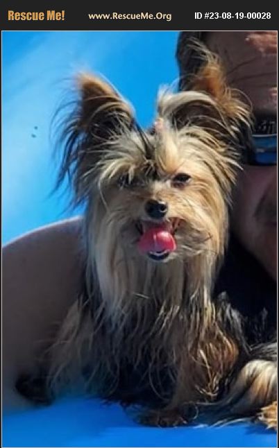 ADOPT 23081900028 ~ Yorkie Rescue ~ Smock, PA