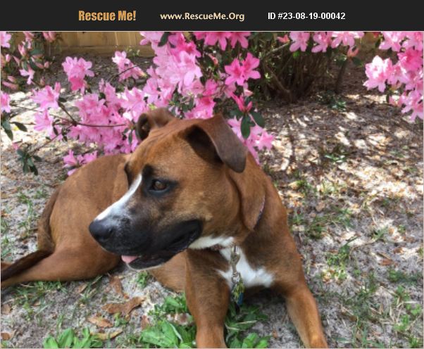 ADOPT 23081900042 ~ Boxer Rescue ~ Pensacola, FL
