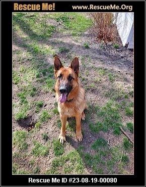 - Indiana German Shepherd Rescue - ADOPTIONS - Rescue Me!