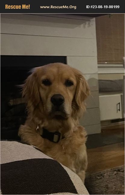 ADOPT 23081900199 ~ Golden Retriever Rescue ~ Anderson, SC