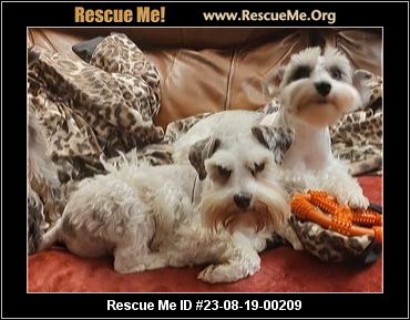 - Texas Schnauzer Rescue - ADOPTIONS - Rescue Me!