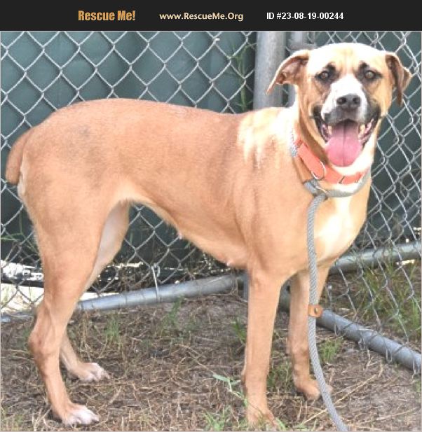 ADOPT 23081900244 ~ Black Mouth Cur Rescue ~ INVERNESS, FL