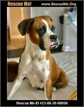 - Florida Boxer Rescue - ADOPTIONS - Rescue Me!