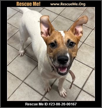 - Florida Jack Russell Rescue - ADOPTIONS - Rescue Me!