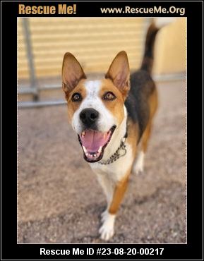 - Arizona Australian Cattle Dog Rescue - ADOPTIONS - Rescue Me!
