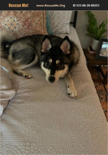 ADOPT 23082000253 ~ Pomeranian Rescue ~ Olivet, MI