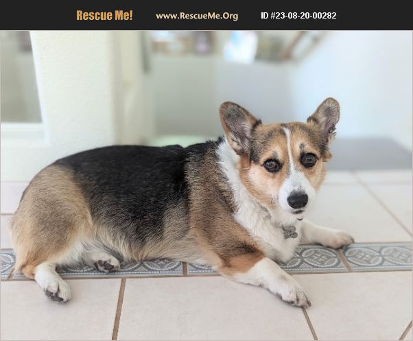 ADOPT 23082000282 ~ Corgi Rescue ~ Vancouver, WA