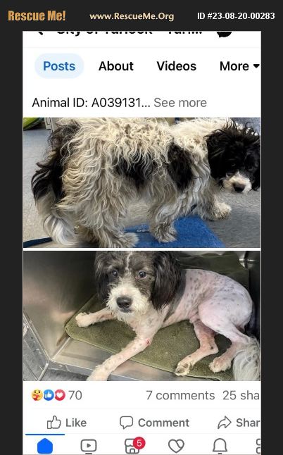 ADOPT 23082000283 ~ English Springer Spaniel Rescue ~ Turlock, CA